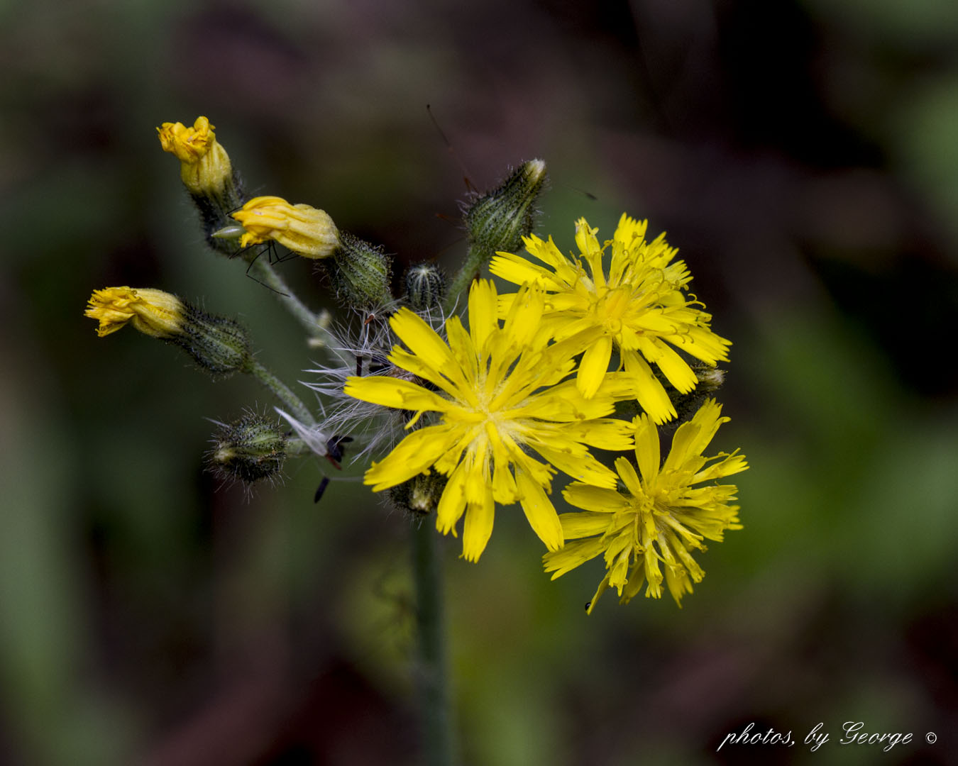 "What's Blooming Now" : Field Hawkweed, King Devil (Hieracium caespitosum)
