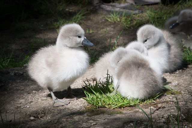 Labodja družina na Blejskem jezeru