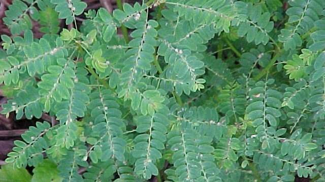 Diet and Health Recipe: Stone Breaking Tea Benefits and Side Effects