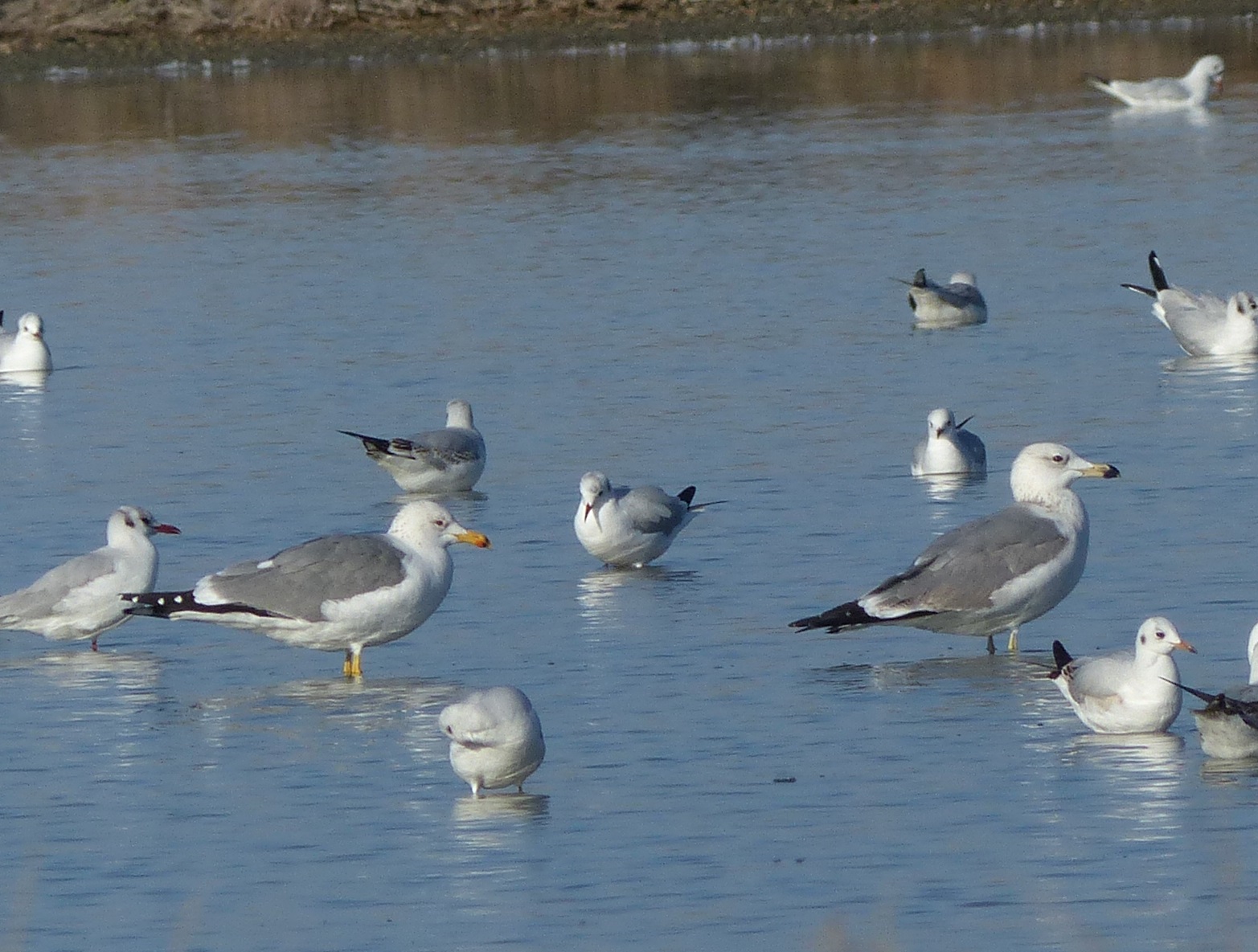 A Field Notebook: Watching winter gulls in Cyprus