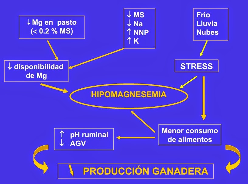 Buscando el ideal: Hipomagnesemia Bovina