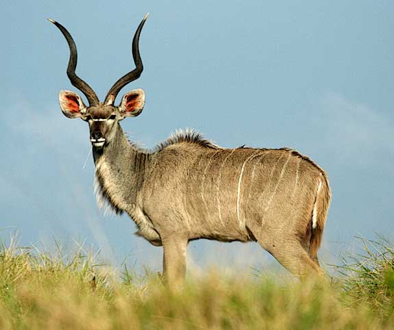 Kudu | Animal Wildlife