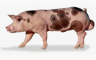 PIGS ARE COMING...: RAZAS Y CRIANZA PORCINA