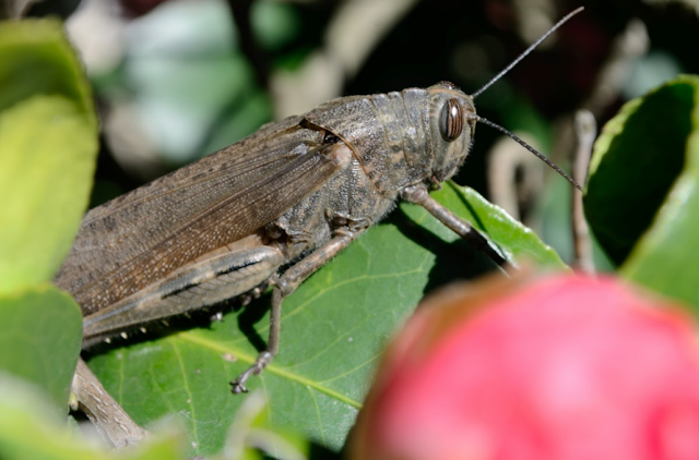 Gafanhotos - os insetos saltitantes