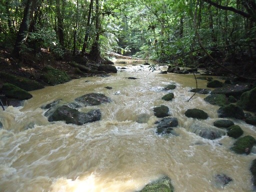 The Black River Conchs Lime