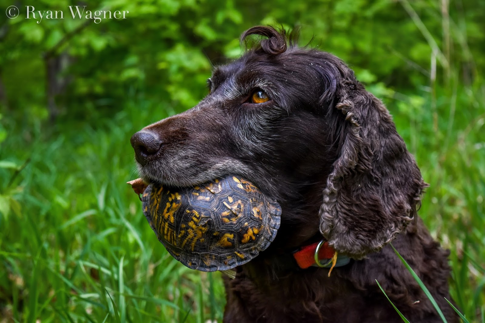 Field Life: Turtle Dogs