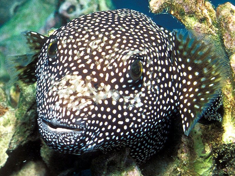 Fish Index: Spotted Puffer Fish (Canthigaster jactator)