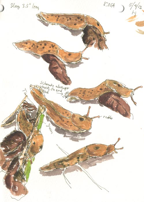 Debbie Drechsler's Blog