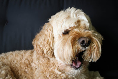 Danielle Renée Photography • Fine Art Photographer & Photojournalist ...