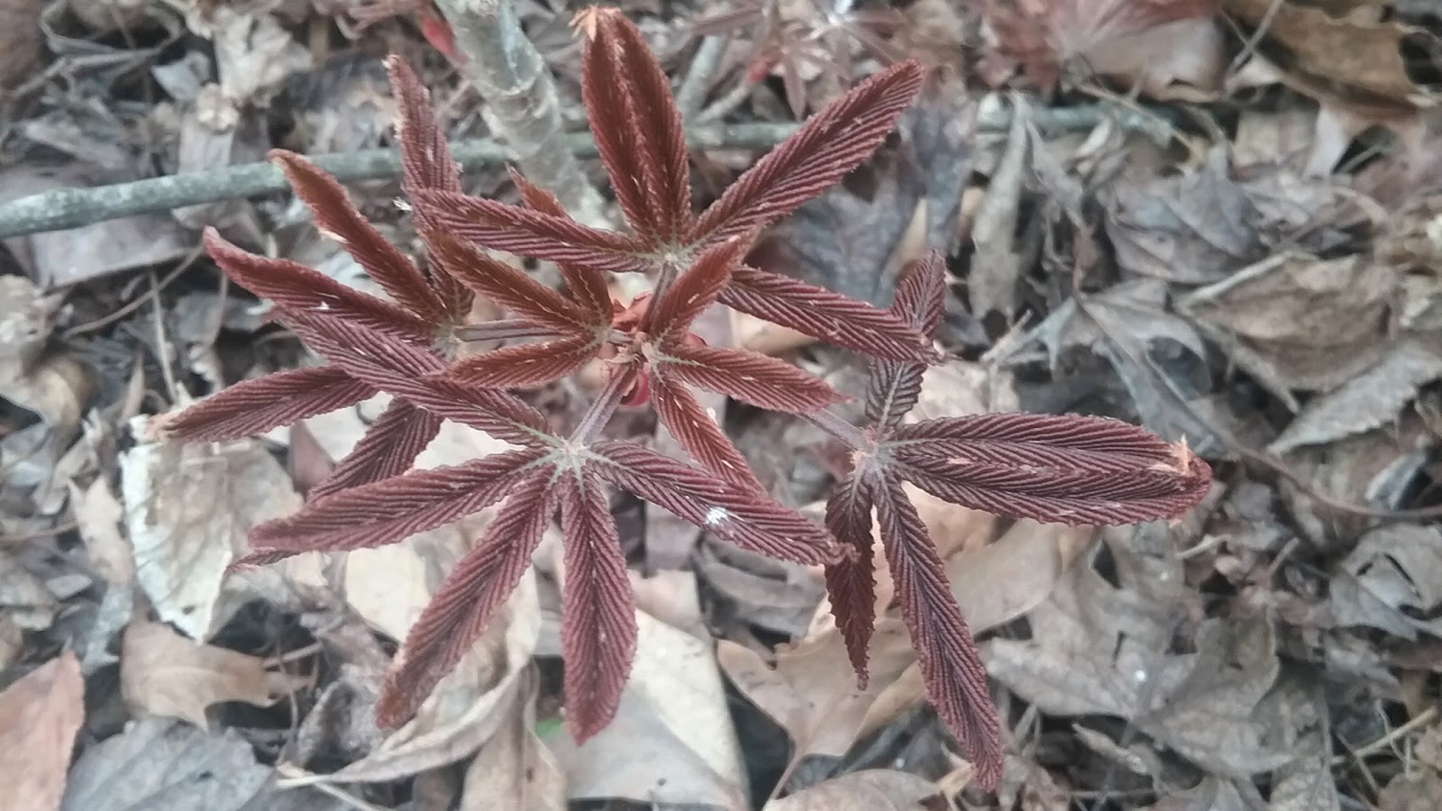 Red Buckeye is Aesculus pavia