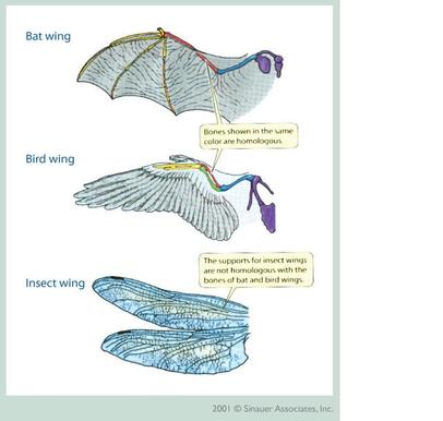 Dovetailed: Homology/Analogy