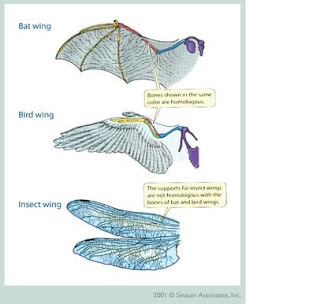 Dovetailed: Homology/Analogy