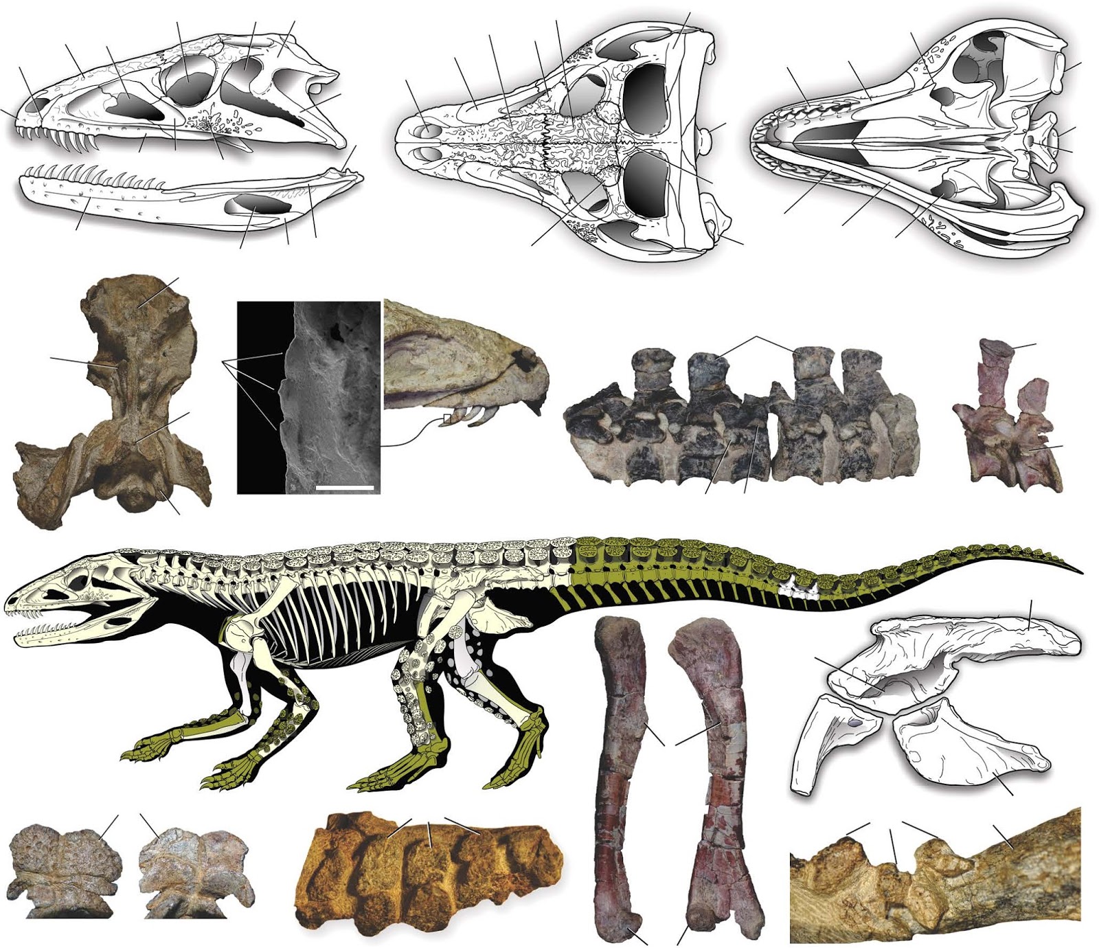 Waxing Paleontological: Adorable Triassic Pseudosuchians