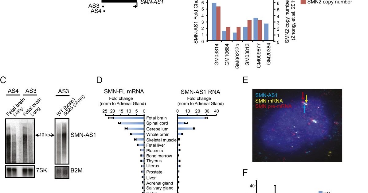Spinal Muscular Atrophy ,SMA izomsorvadás,: SMN_AS1