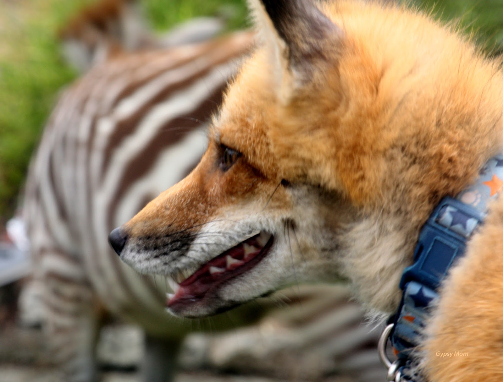 Gypsy Mom and my travels through life: Good Friday, a tour and animals