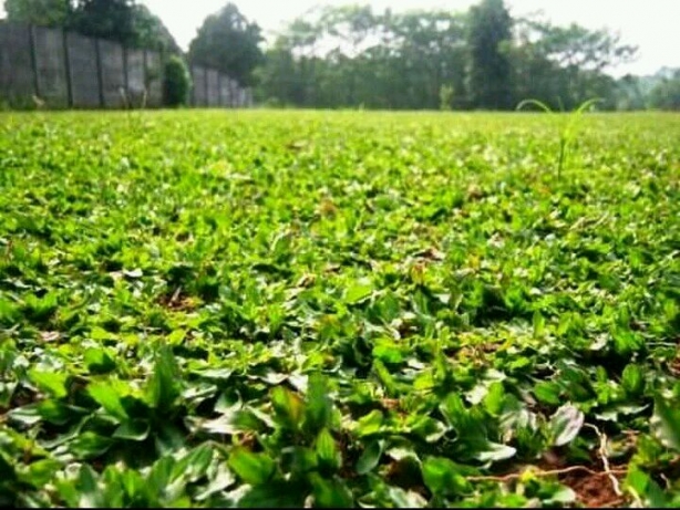 Penjual Rumput Gajah Mini | Rumput Gajah Mini Murah | Rumput Taman ...