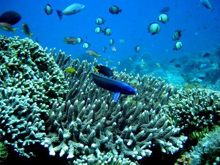 Biologi Kelas X Ekosistem Lautan | Biologi Kelas