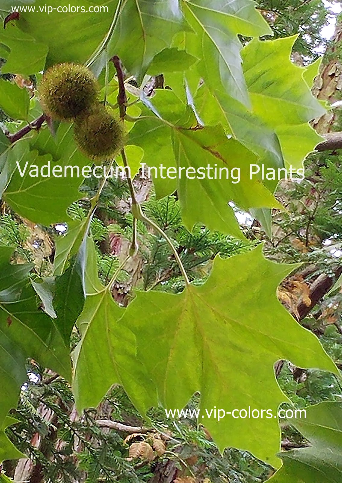 Vademecum Interesting Plants: Platanus × acerifolia - Platan ...