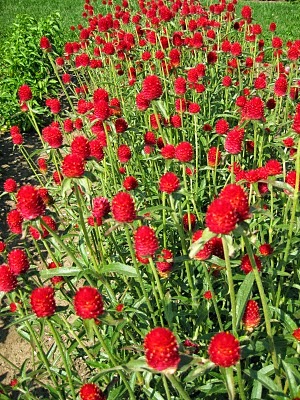 Koleksi Tanaman Hias: BUNGA KENOP (Gomphrena globosa L. )