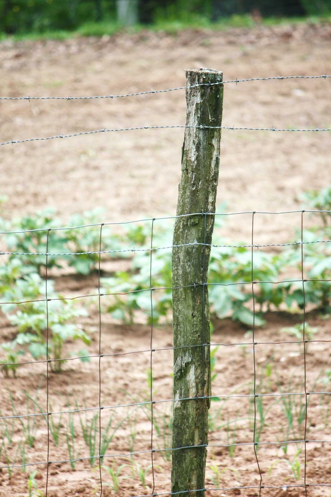 Round The Bend: Rurality Blog Hop - Beyond the Fence: A Garden Grows