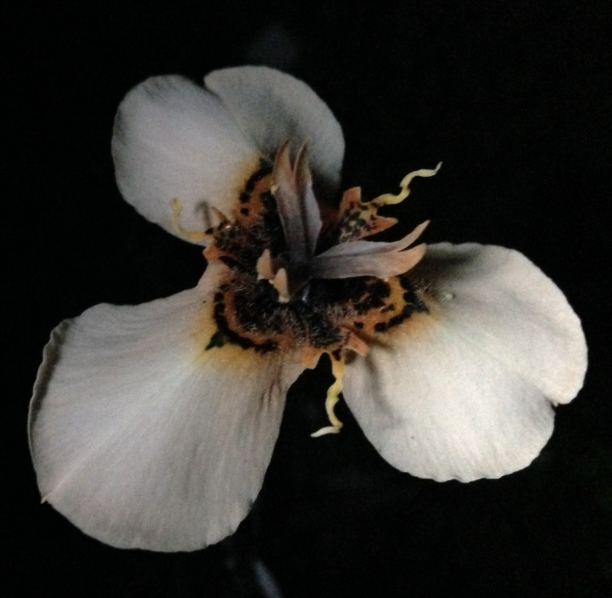 Growing Cool Plants: Moraea MM 12-186