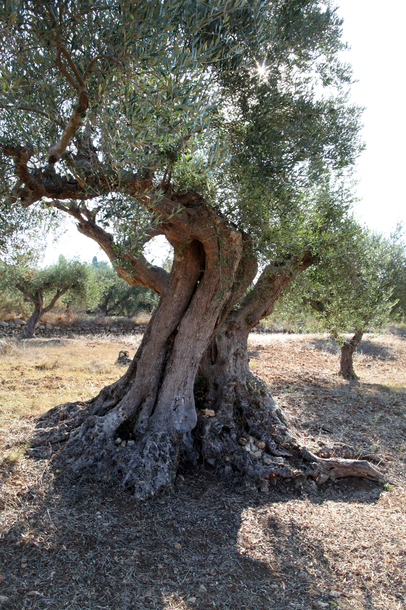 Antiguos OLIVOS del Mediterráneo : GREECE. ELLADA. MESSINIA. METHONI ...