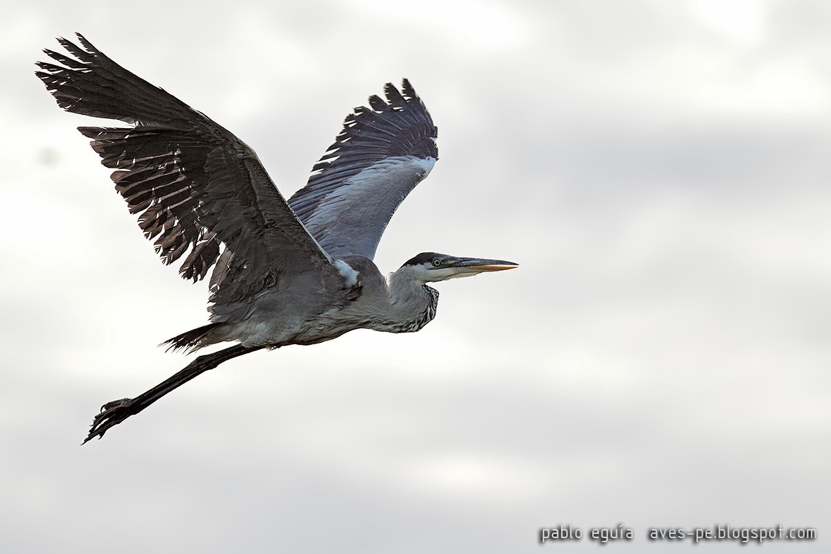 mis fotos de aves: Ardea cocoi Garza Mora Cocoi Heron