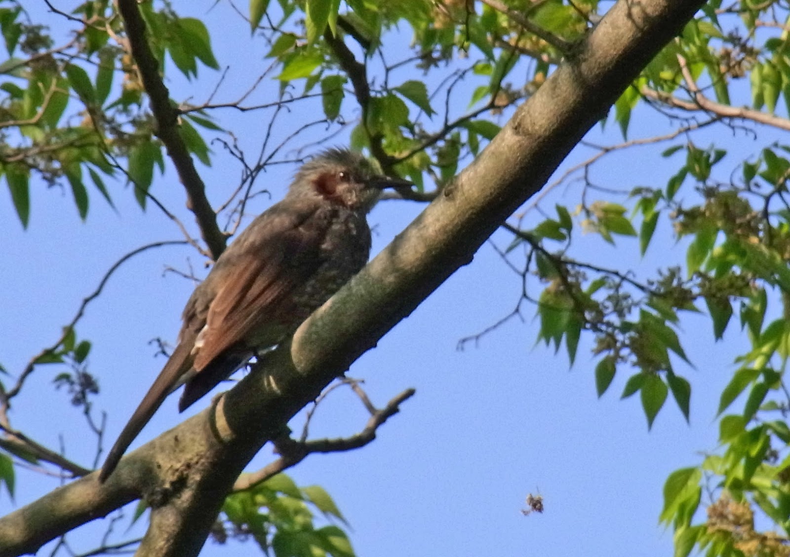 Casual Japanese Bystander: Gyotoku Bird Sanctuary