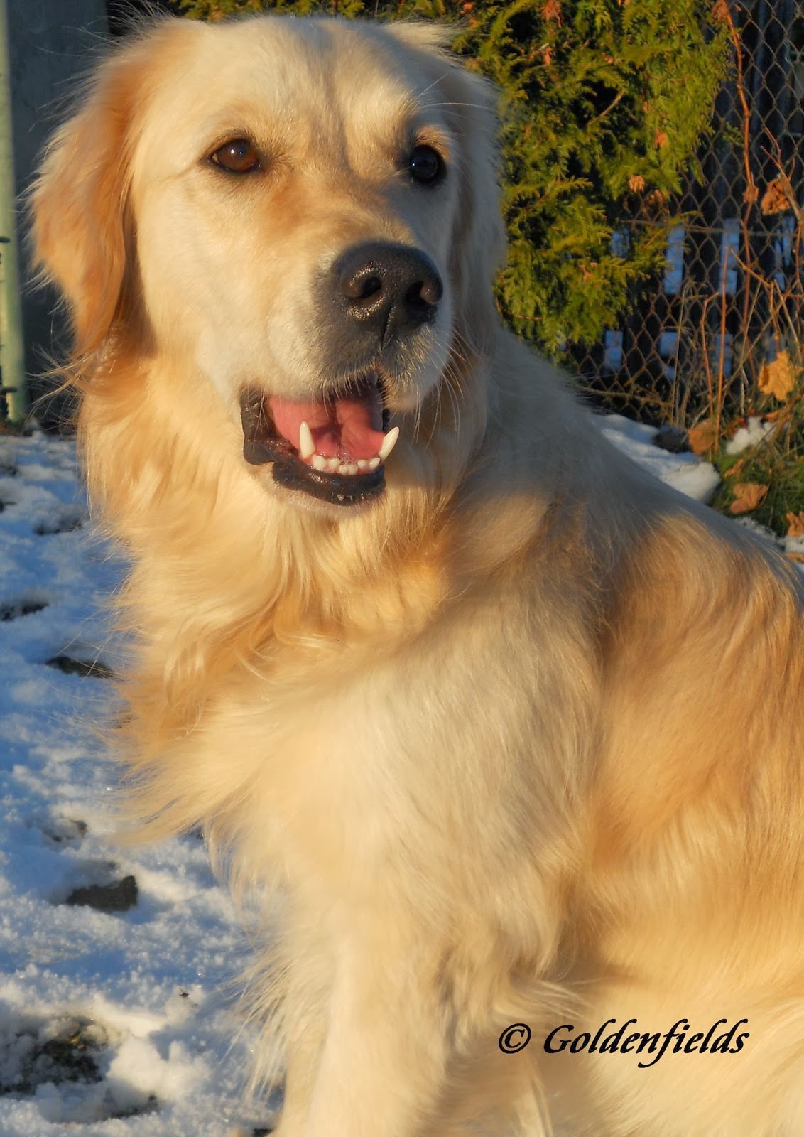 Goldwelpen - Golden Retriever Welpen Familienzucht: Unser Goldwelpen F ...