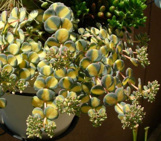 O Que é Planta Variegada? - AprendaCultivar