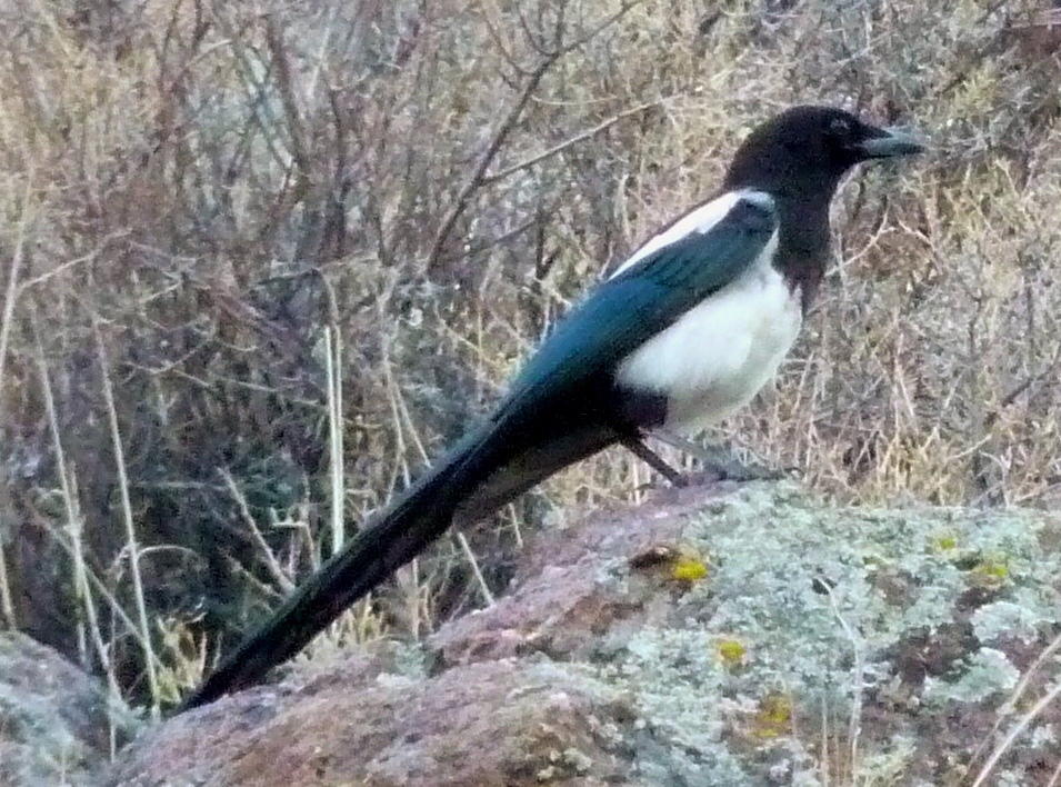 beginning to bird: Big Trip 2012: NEVADA