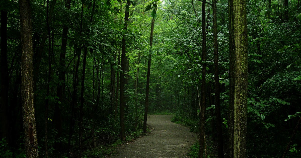 What Happens On A Dark Forest Path