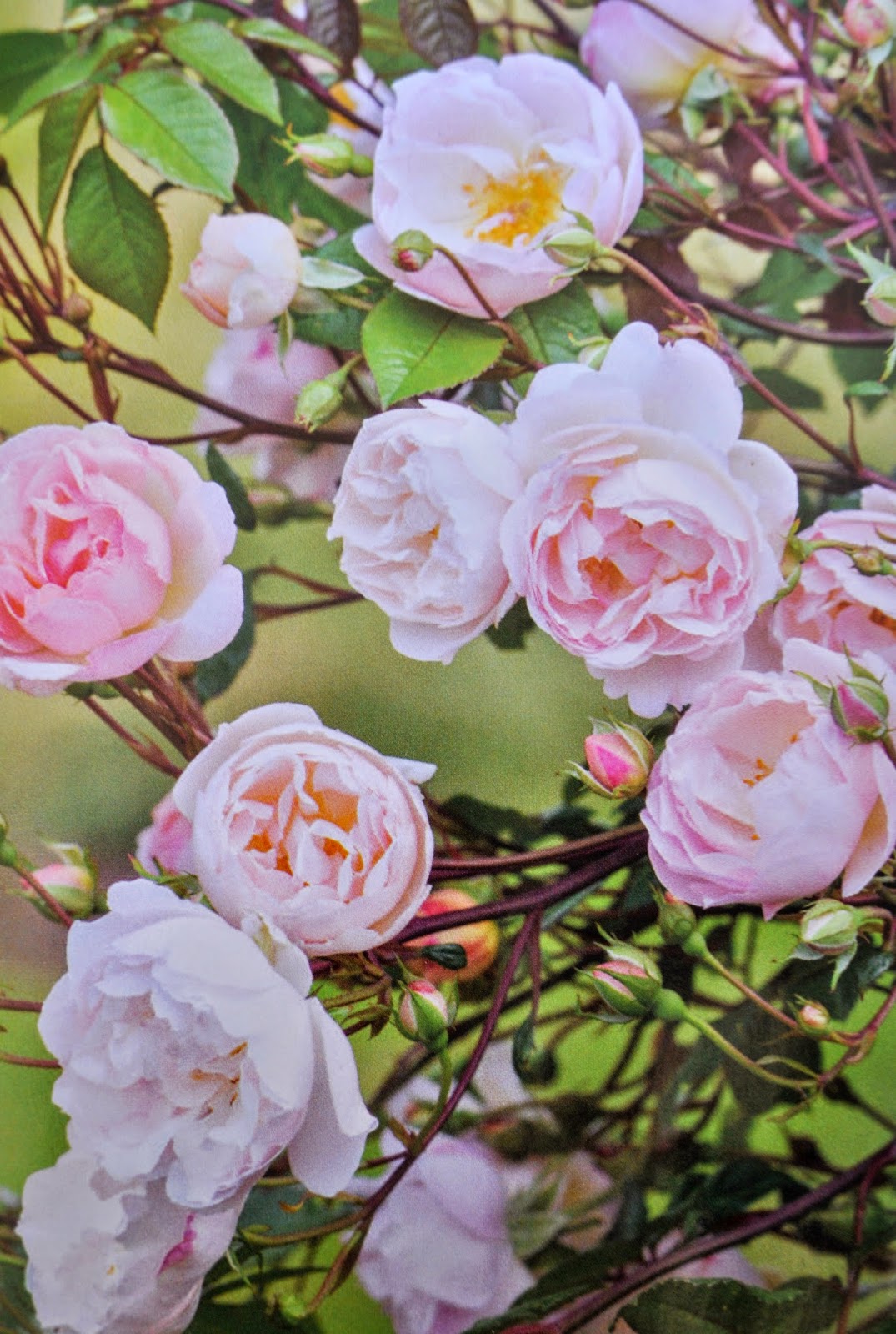 The Grower's Daughter: The David Austin Rose Catalogue