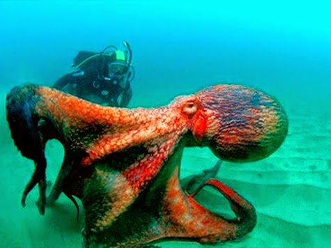 Mundologia: Monstros do Oceano - Lula Colossal