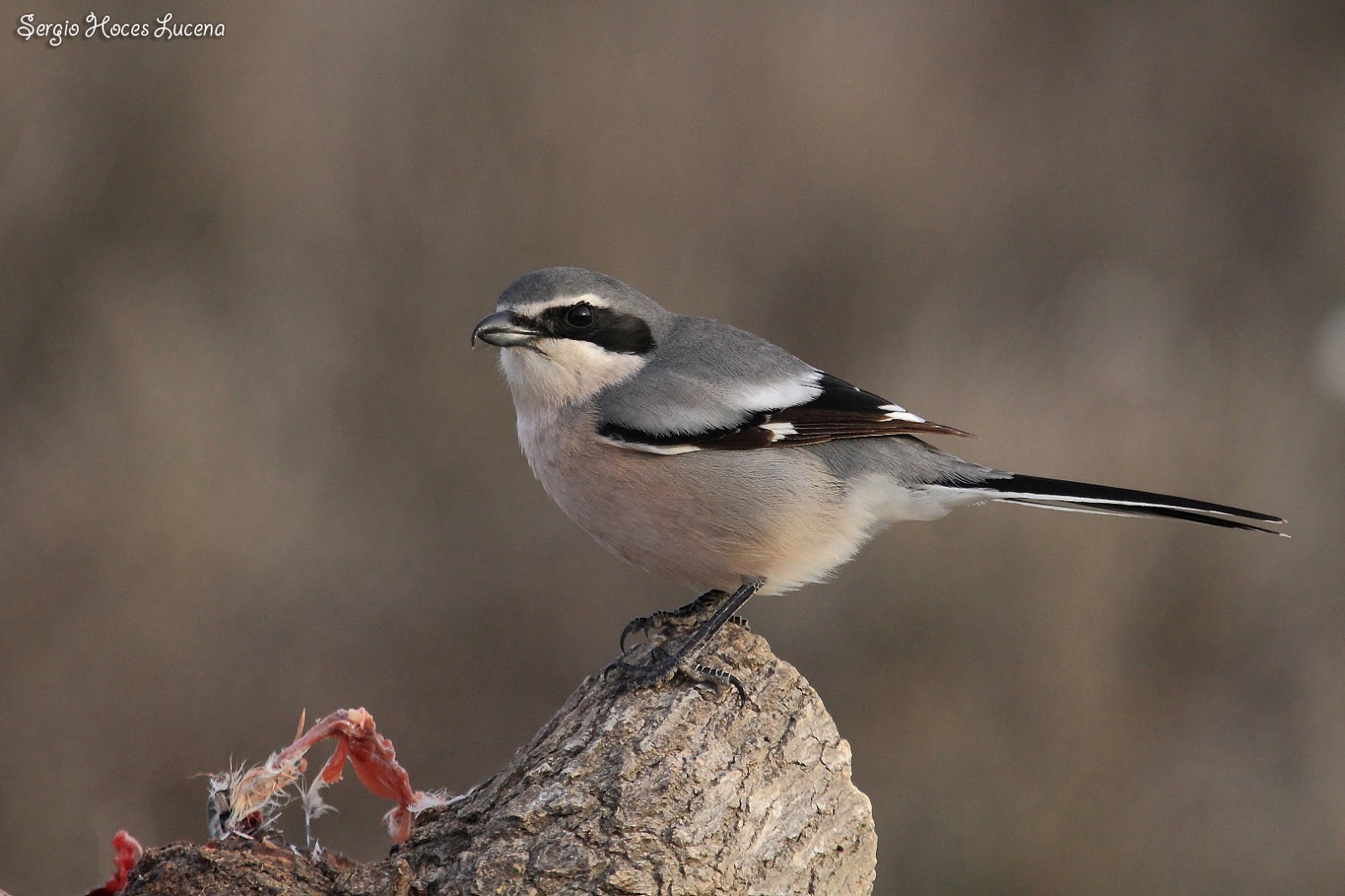 Viajes, Salidas, Naturaleza, (Fotografía).: Alcaudón real (Lanius ...
