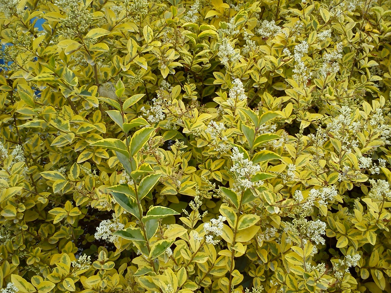 Aprendiz: Ligustrum Japonicum variegatum (Aligustre variegado)