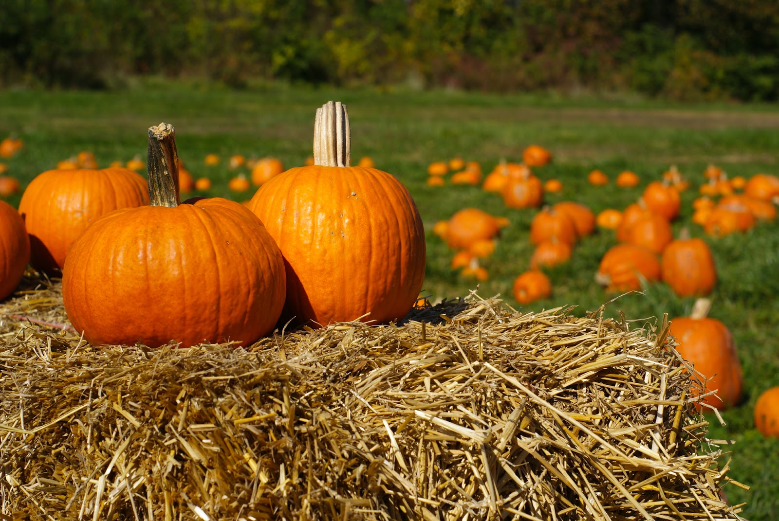 All Pumpkin, All the time - A Round-up of Pumpkin Flavored Foods for ...