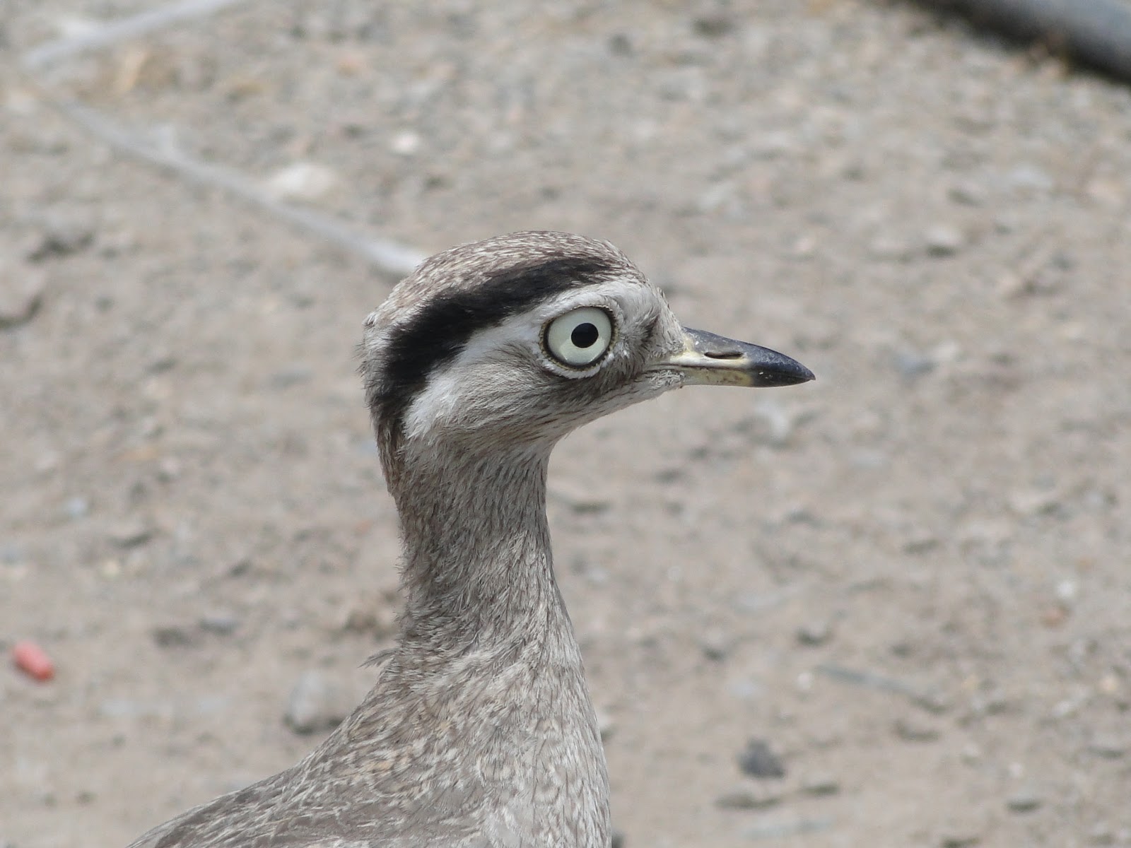 Aves del SM: HUEREQUEQUE