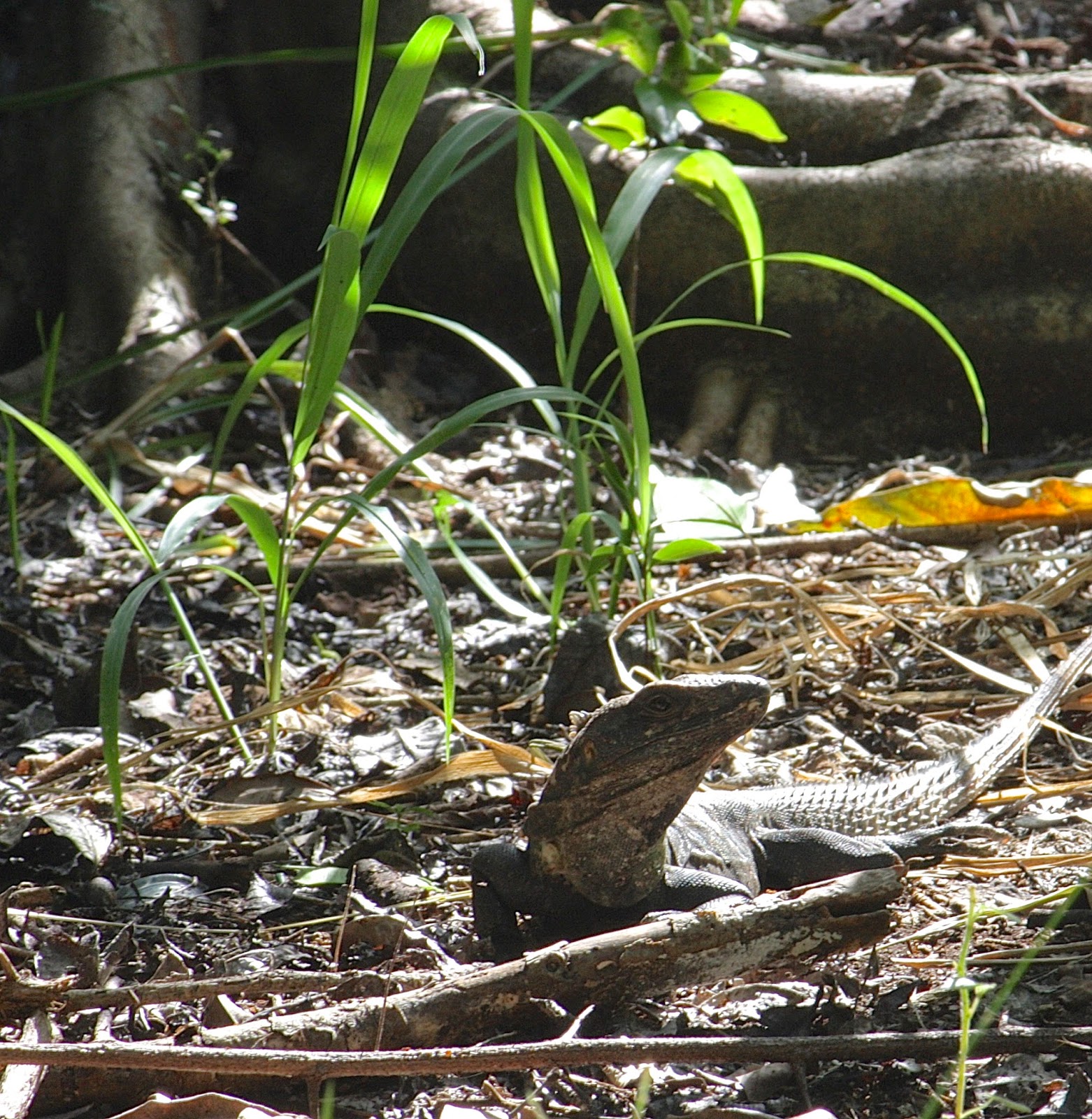 Wildlife Observation Journal: Coati, agouti, iguanas, and captive ...