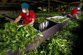 TANI BERDASI: Proses produksi teh