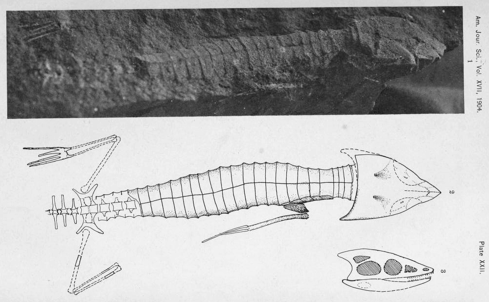 Equatorial Minnesota: Stegomosuchus longipes, the terrestrial croc ...