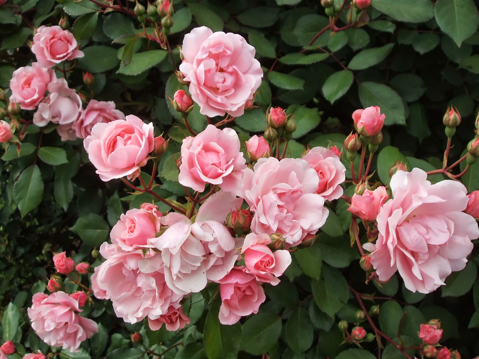 La Valse: Una montagna di rose e un cespuglio di peonie