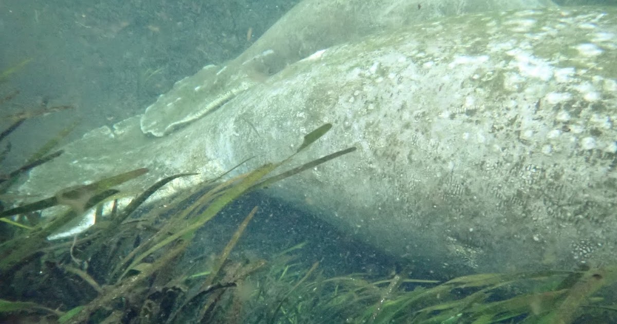 Dave's Yak Tales: Ichetucknee River