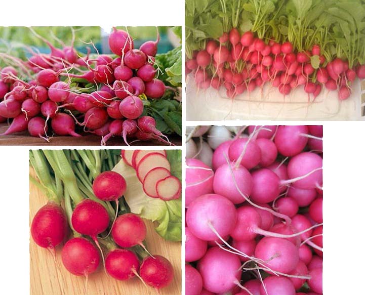 Brown Memsahib: Food Discovery Friday - Pink Radish!
