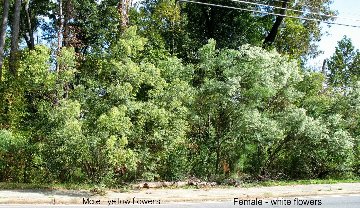 Using Georgia Native Plants: Tree with Two Flowers