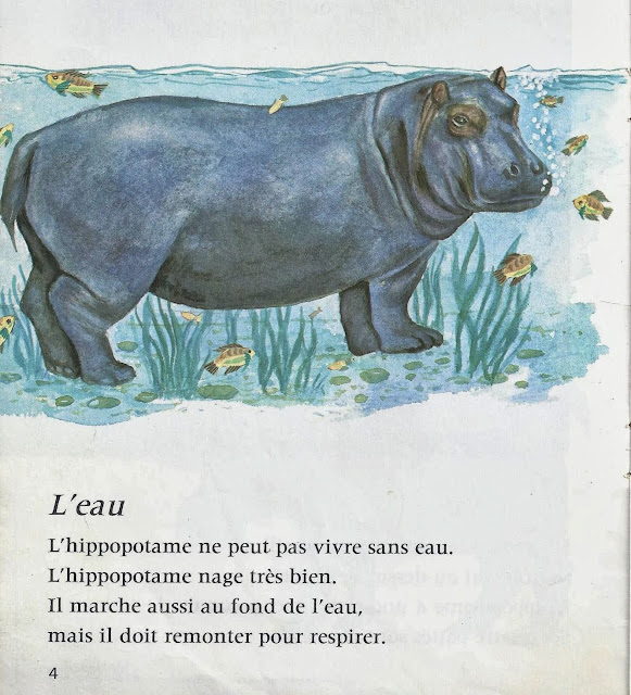 Leçons de choses: L'hippopotame