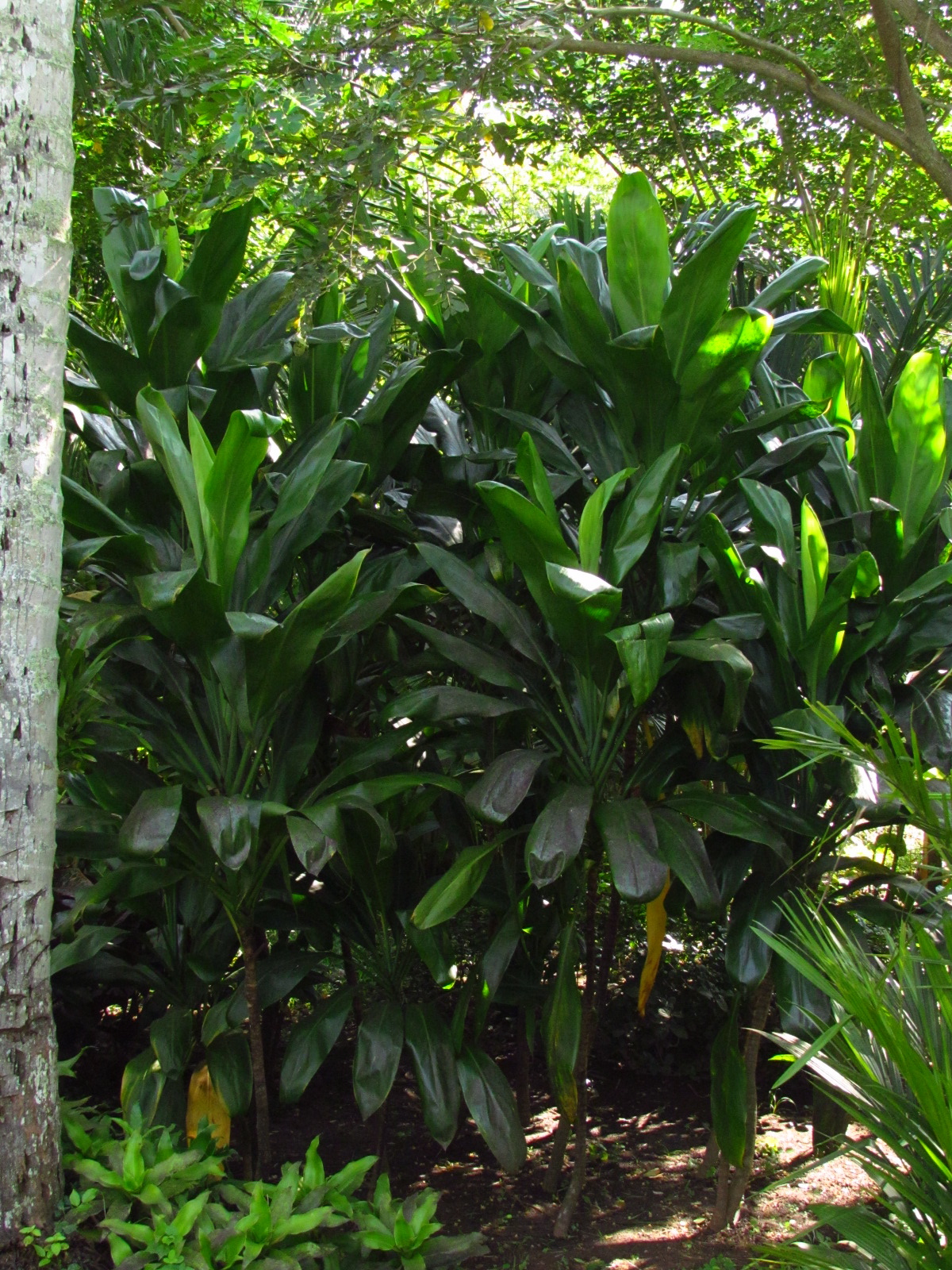 1784: The Ti Plant Has Fruits!