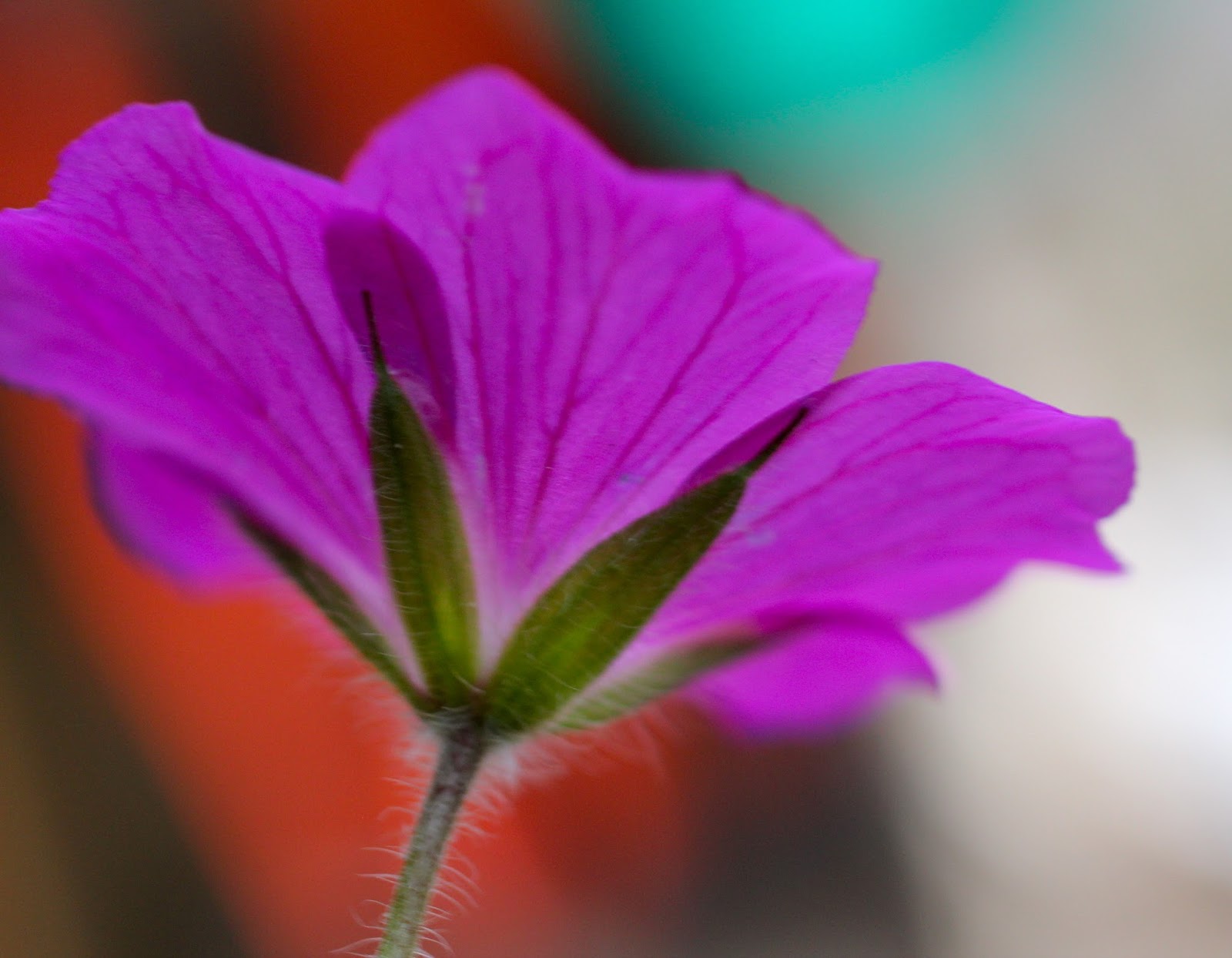 Florez Nursery: Geranium x sanguineum 'Khan'