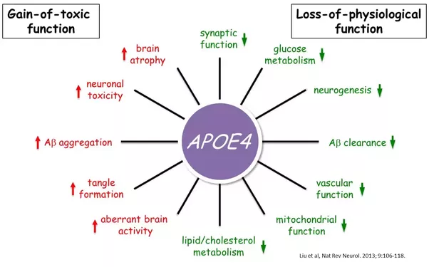 Ген APOE ε4: как избежать болезни Альцгеймера.