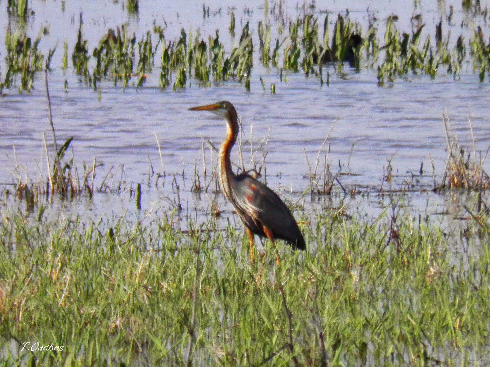 PASARI DIN ROMANIA: STARC ROSU, Ardea purpurea
